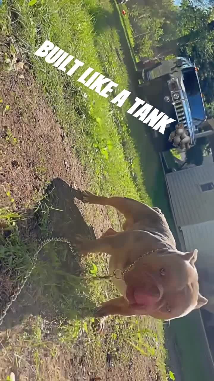 America bully American Bully for stud in Sauk Village | Lancaster Puppies