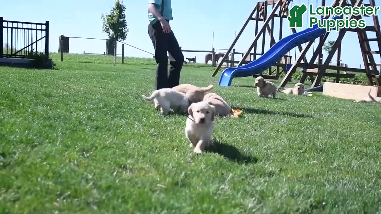 Woody Golden Retriever for sale in Quarryville | Lancaster Puppies