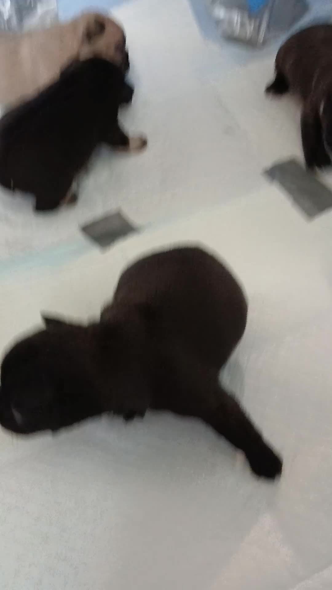 French Bulldog Puppy 1 French Bulldog for sale in Bloomington ...