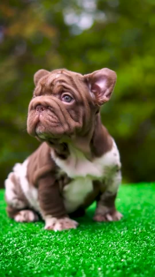 "SKYE"-Chocolate Merle Big Rope Fluffy Carrier in California! USA ...